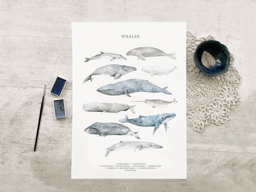 Whales Print, Types of Whale Nursery Wall Art Illustration Watercolour ...