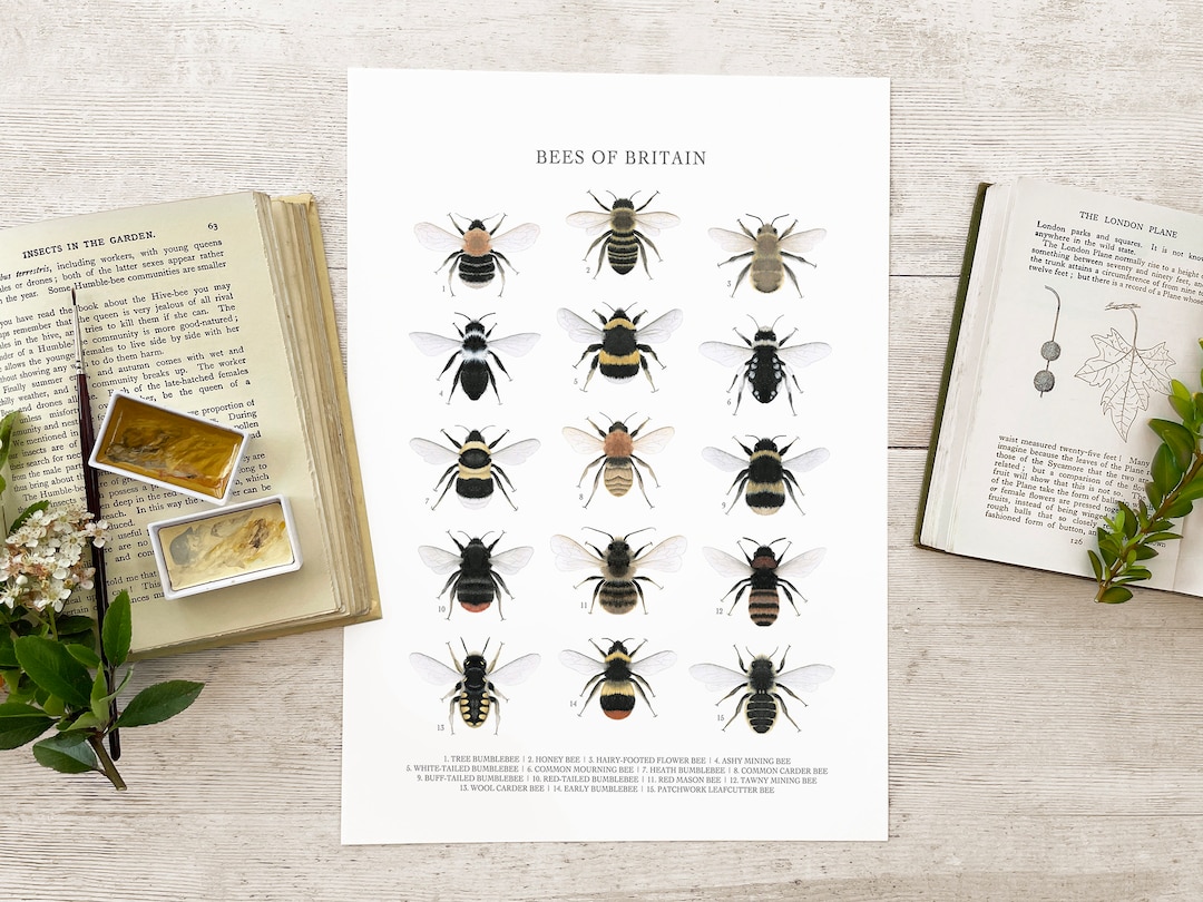 British Bees Print Wall Art Identification Chart Watercolour ...