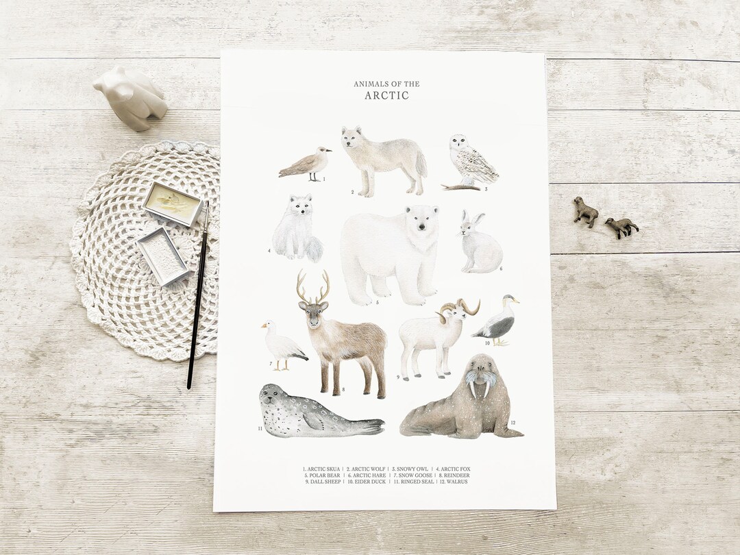 Arctic Animals Wall Art Print Polar Bear Seal Fox North Pole Winter ...