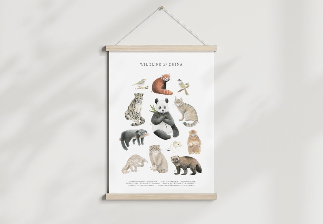 A3 Wildlife of China Animal Wall Art Identification Chart Print Poster ...