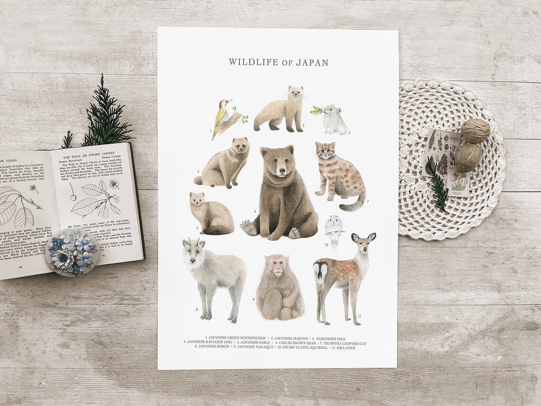 Wildlife of Japan Animal Wall Art Identification Chart Print Poster ...
