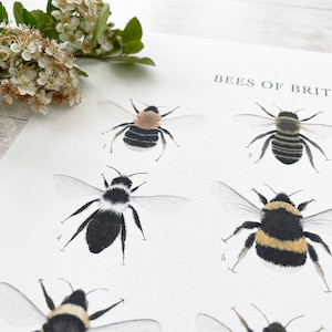 A3 British Bee Types Print Wall Art Identification Chart Watercolour ...