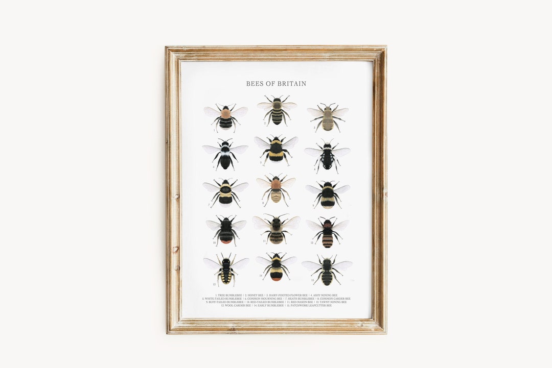 A3 British Bee Types Print Wall Art Identification Chart Watercolour ...