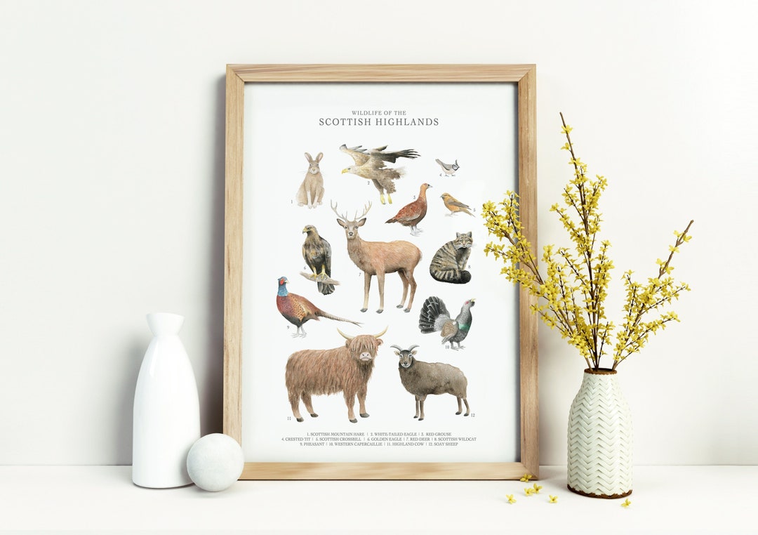 A3 Scottish Highlands Animals Scotland Wall Art Poster Print - Natural ...