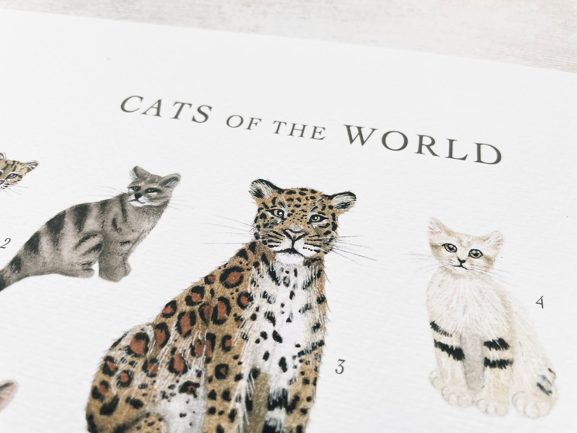 Cats of the World A5 A4 Wall Art Poster Print - Natural History Wall ...