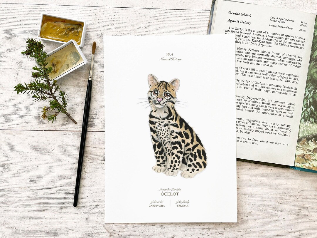 Ocelot Wall Art Print A5 - Natural History Cat Animal Watercolour ...