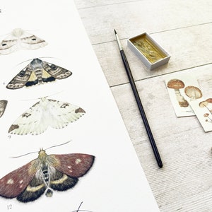 British Moth Print Wall Art Identification Chart Watercolour ...