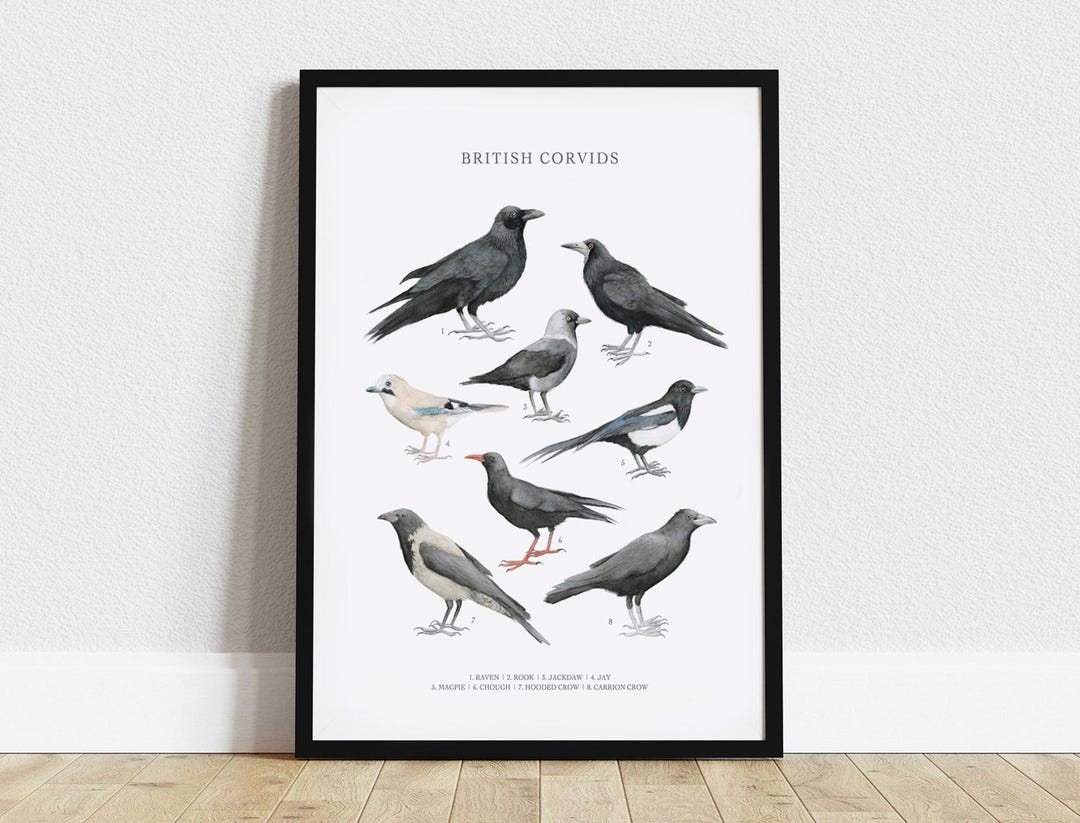 A3 British Corvids Wall Art Print Watercolour Bird Painting Raven Crow ...