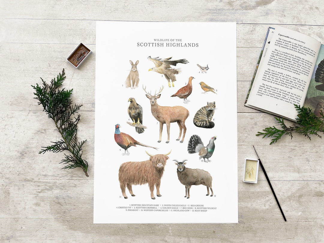 Scottish Highlands Animals Scotland A5 A4 Wall Art Poster Print ...