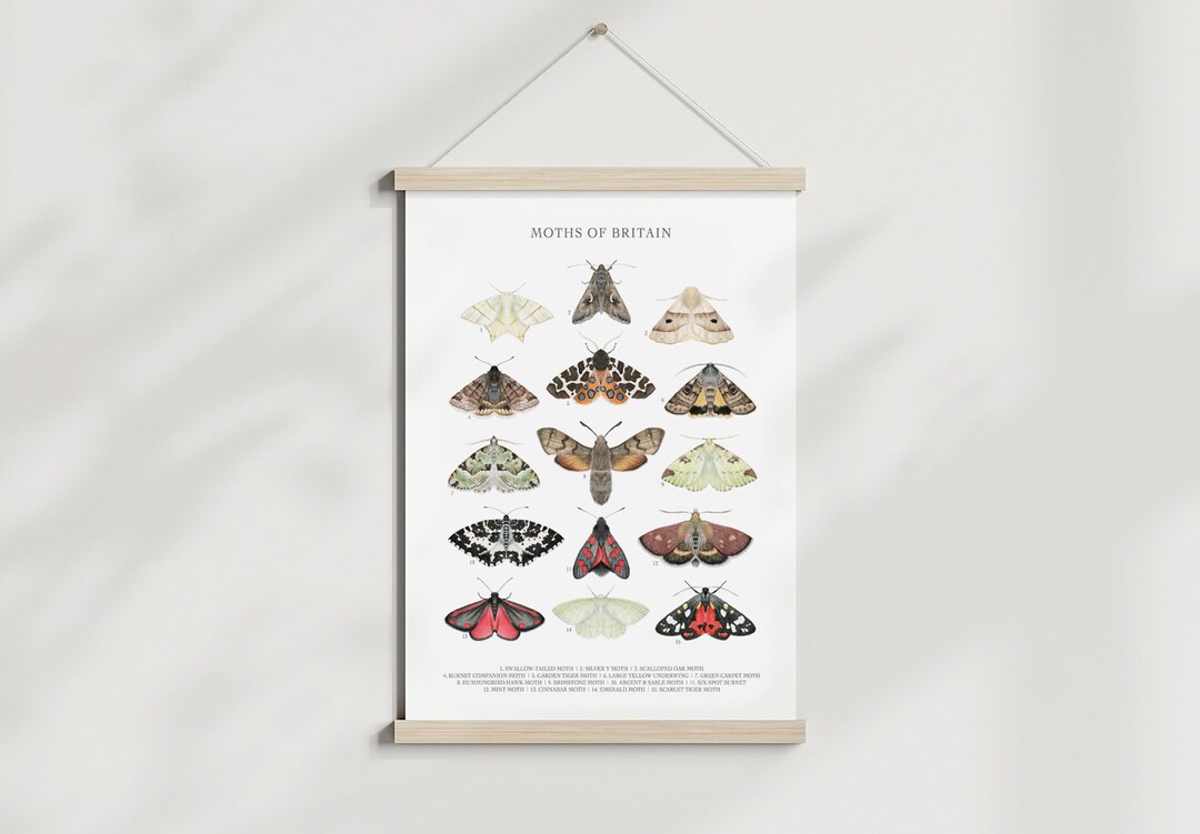 A3 British Moth Print Wall Art Identification Chart Watercolour ...