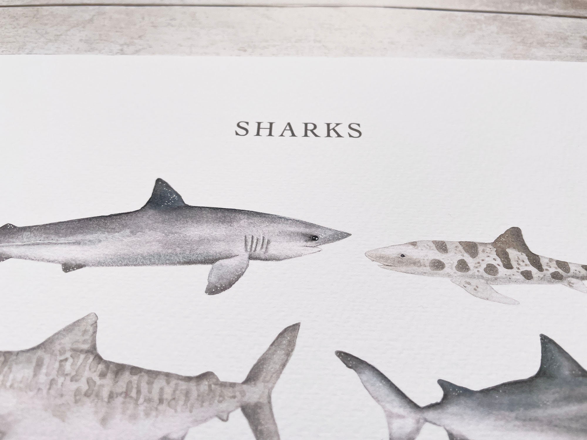 A3 Shark Species Print, Types of Sharks Nursery Wall Art Illustration ...