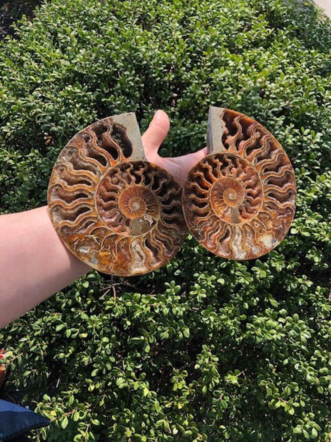 A Pair of Ammonite Fossil, Fossil Rocks, Amonite, Dinosaur Fossil ...