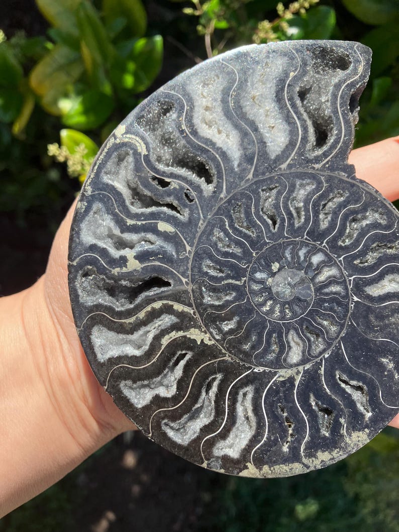 Ammonite Black Fossil Pair +PYRITE Madagascar Afbl-4 - Etsy