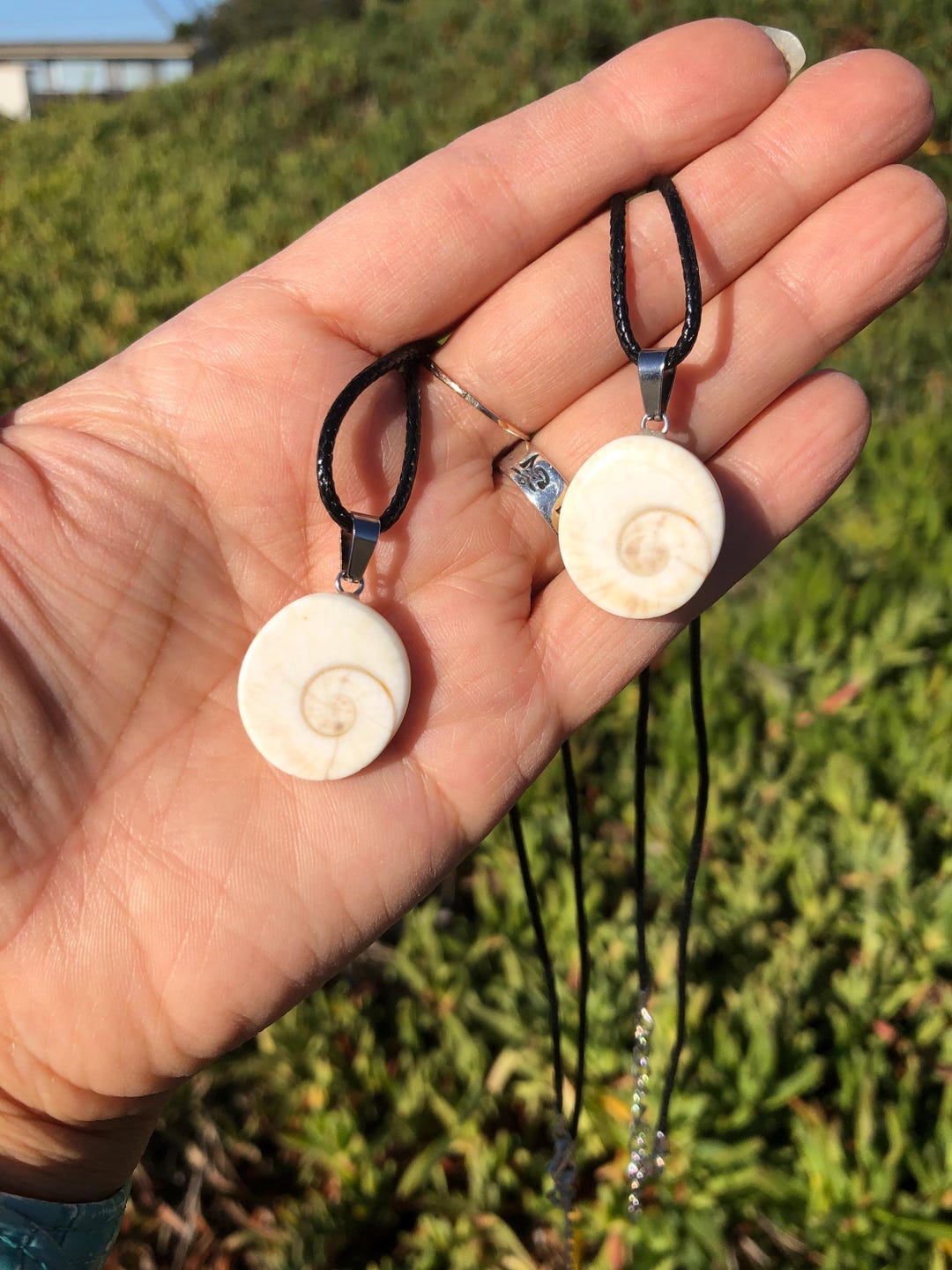 Shiva Eye Shell Shiva Eye Gemstone Oval Shape Shell Operculum Gastropod ...