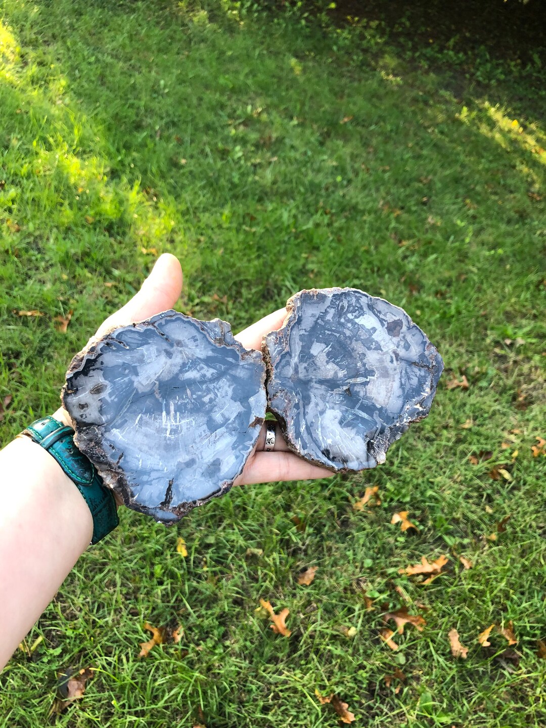 Set of 2 Coasters Petrified Wood 2 Side Slices Specimen Natural ...