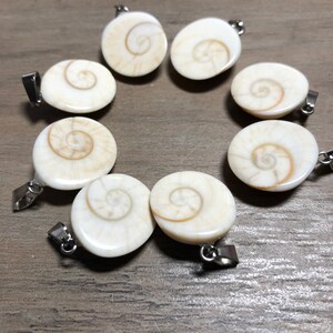 3 Size Shiva Eye Shell Shiva Eye Gemstone Oval Shape Shell Operculum ...