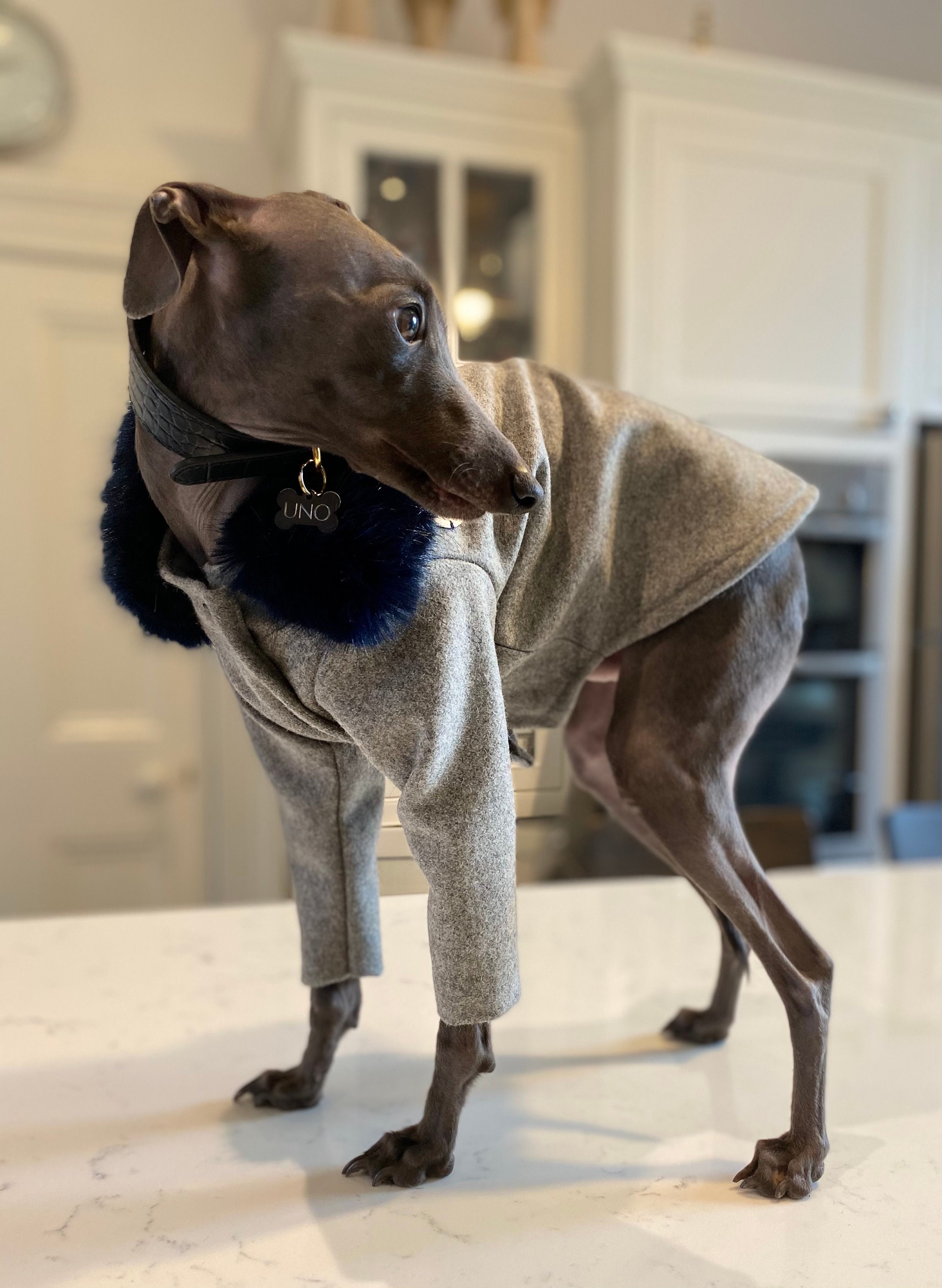 Glamorous Italian Greyhound Wool Coat With Faux Fur Collar - Iggy or ...