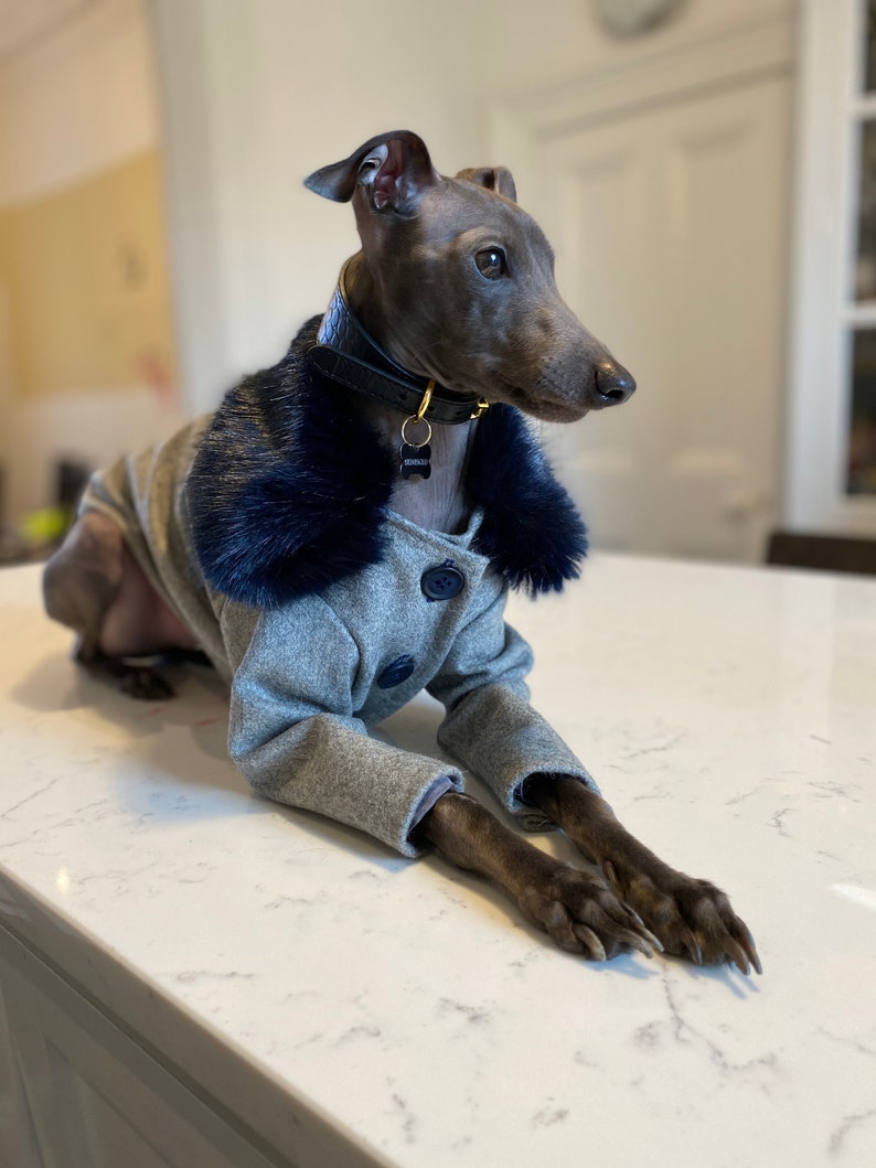 Glamorous Italian Greyhound Wool Coat With Faux Fur Collar - Iggy or ...