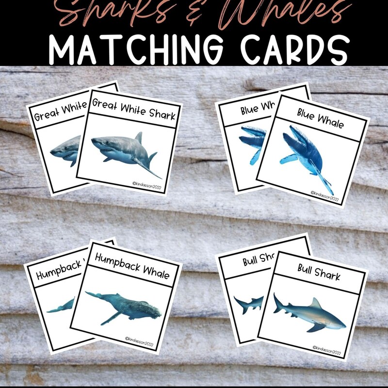 Shark Card - Etsy