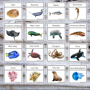 Montessori Ocean Animal Cards, Montessori Matching Game, Flash Cards ...