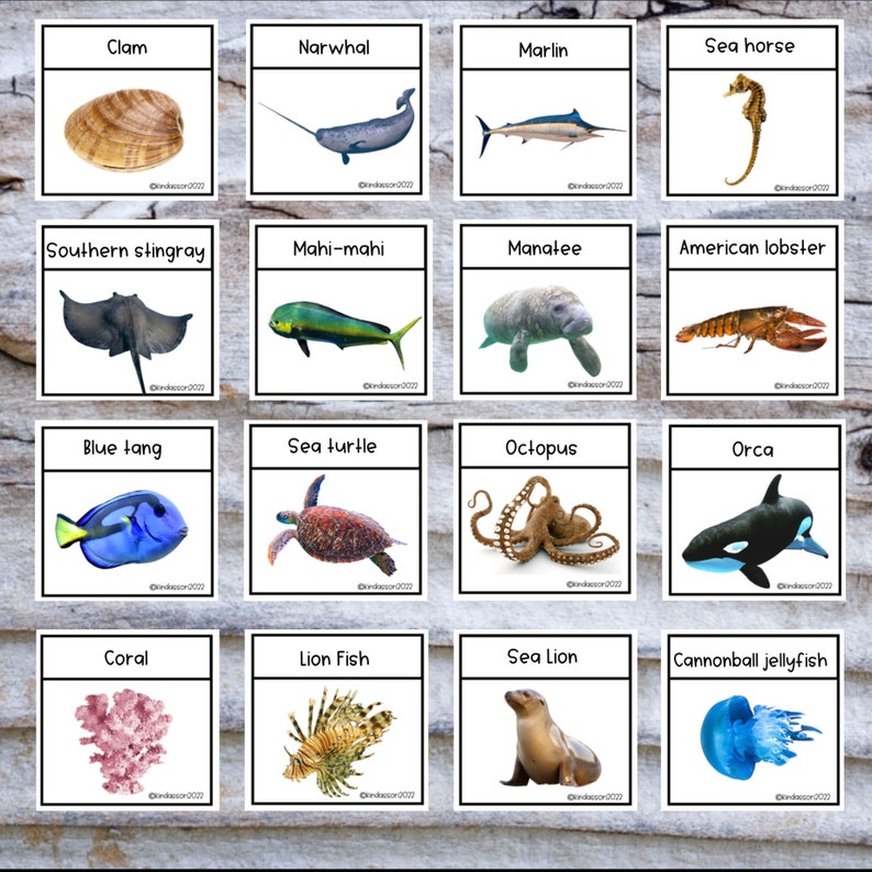 Montessori Ocean Animal Cards, Montessori Matching Game, Flash Cards ...