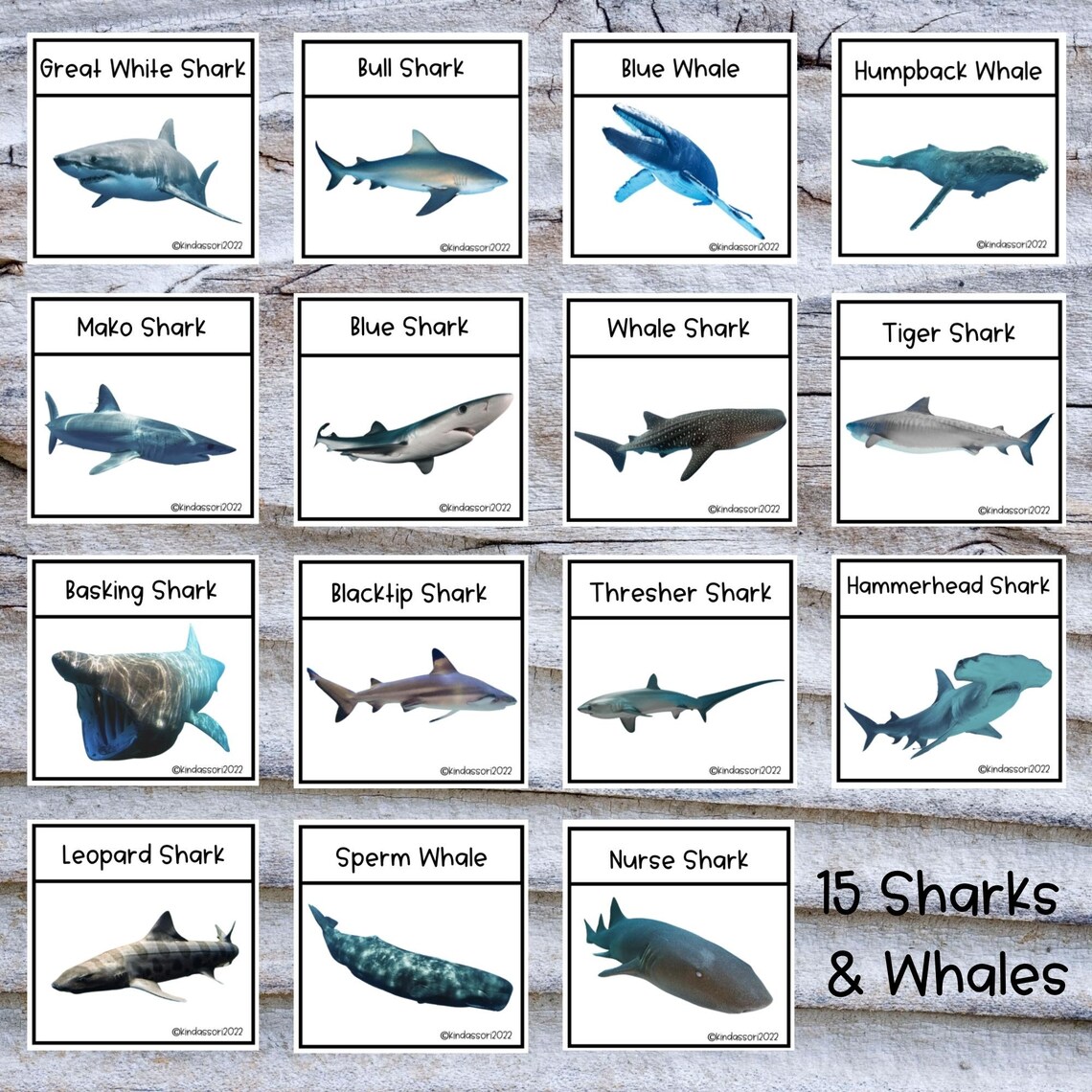 Montessori Ocean Shark & Whale Matching Cards, Ocean Animal Match ...