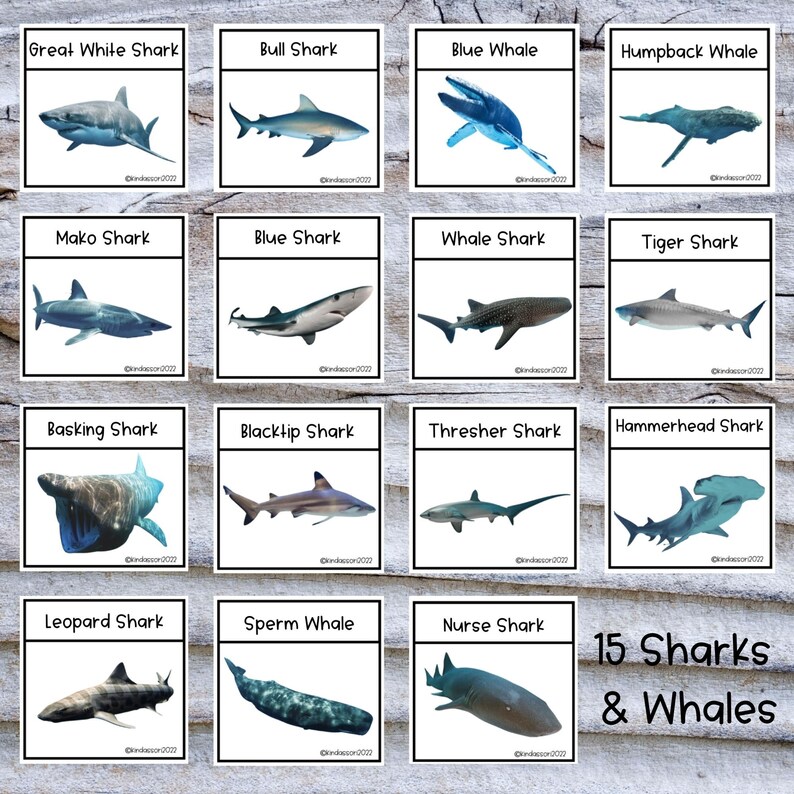Montessori Ocean Shark & Whale Matching Cards, Ocean Animal Match ...