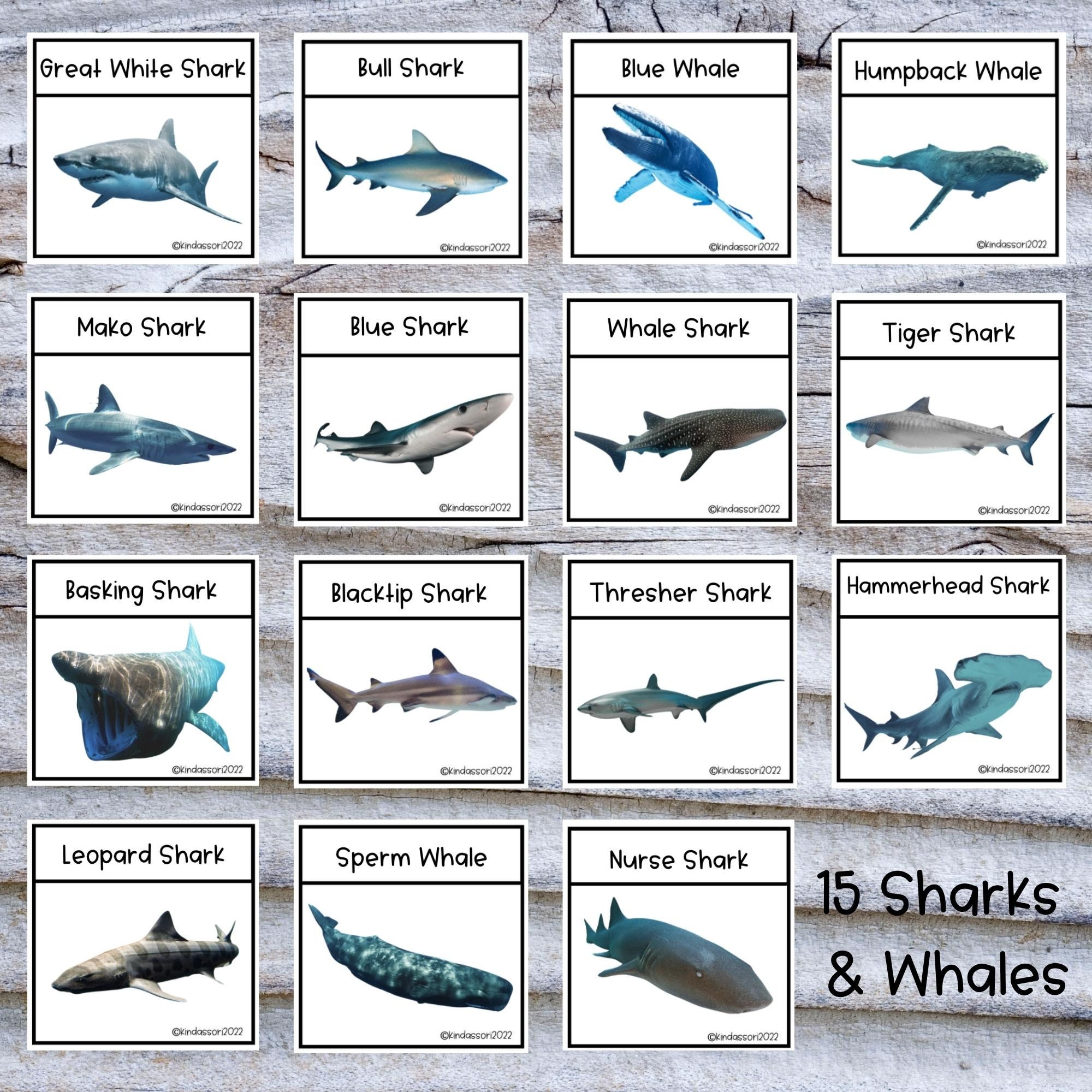 Montessori Ocean Shark & Whale Matching Cards, Ocean Animal Match ...