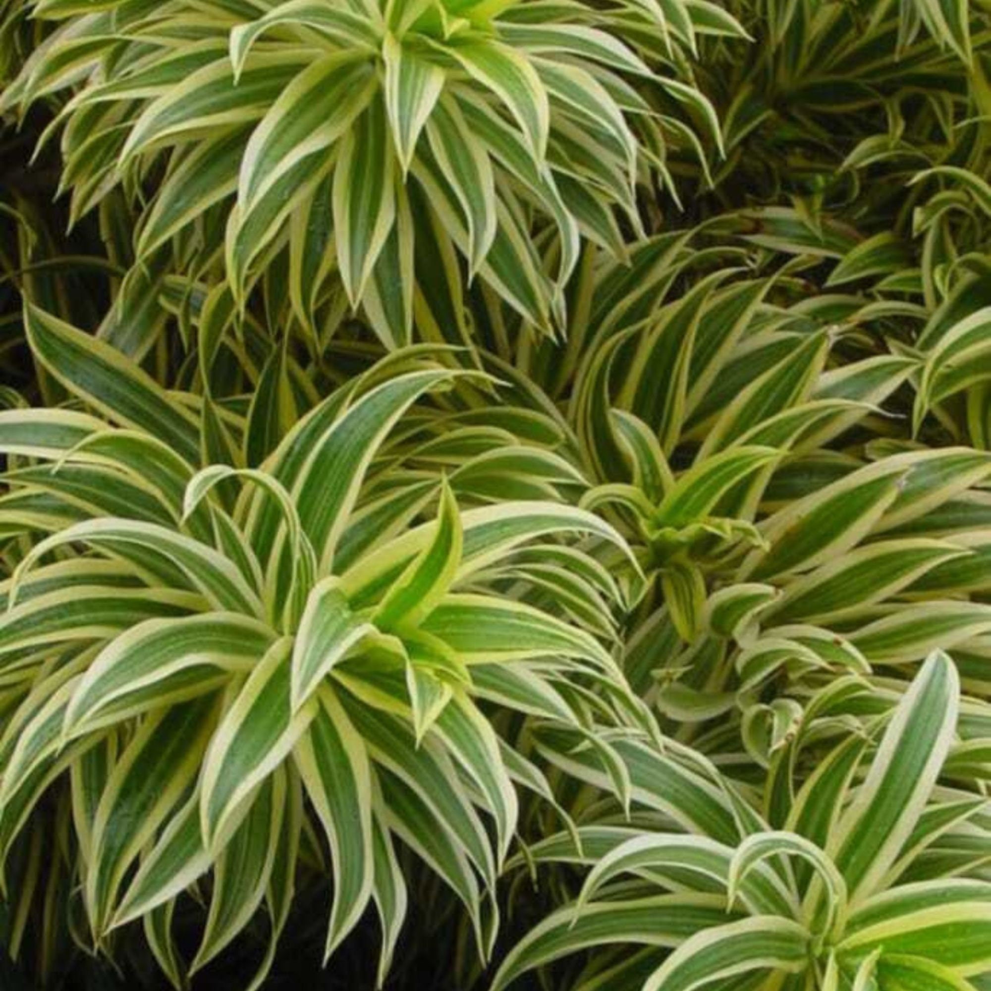 Dracaena Reflexa Variegata Song of India Live Tropical House Plant Node ...