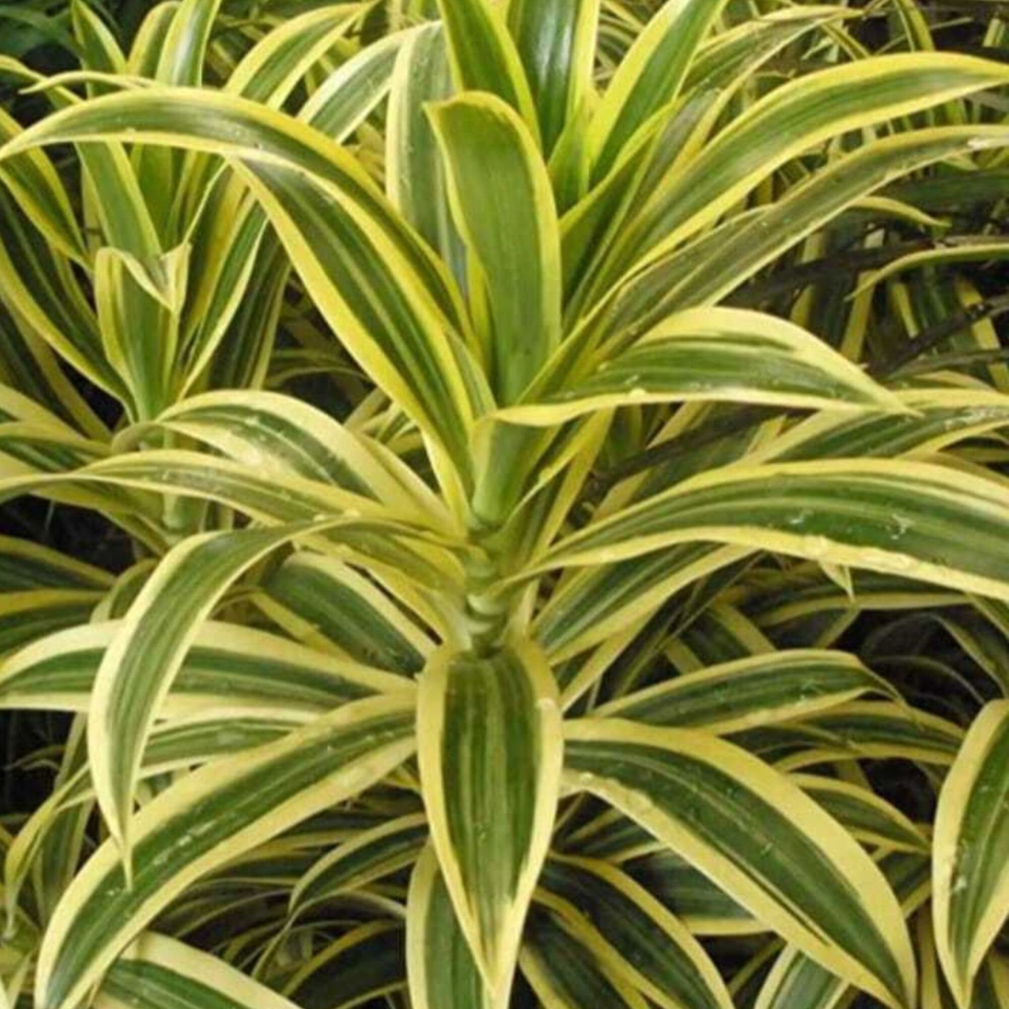 Dracaena Reflexa Variegata Song of India Live Tropical House Plant Node ...