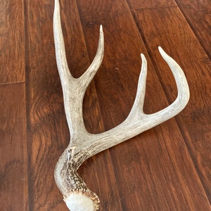 Natural Mule Deer Sheds/horns | Etsy