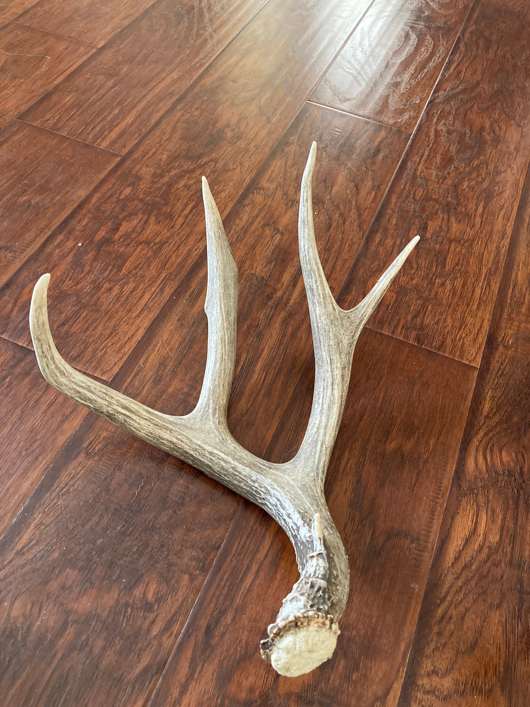 Natural Mule Deer Sheds/horns - Etsy