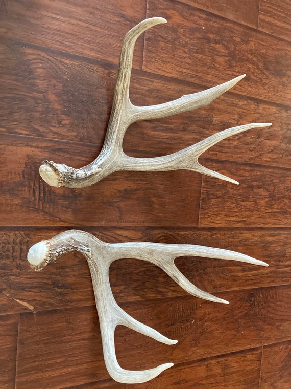 Natural Mule Deer Sheds/horns | Etsy
