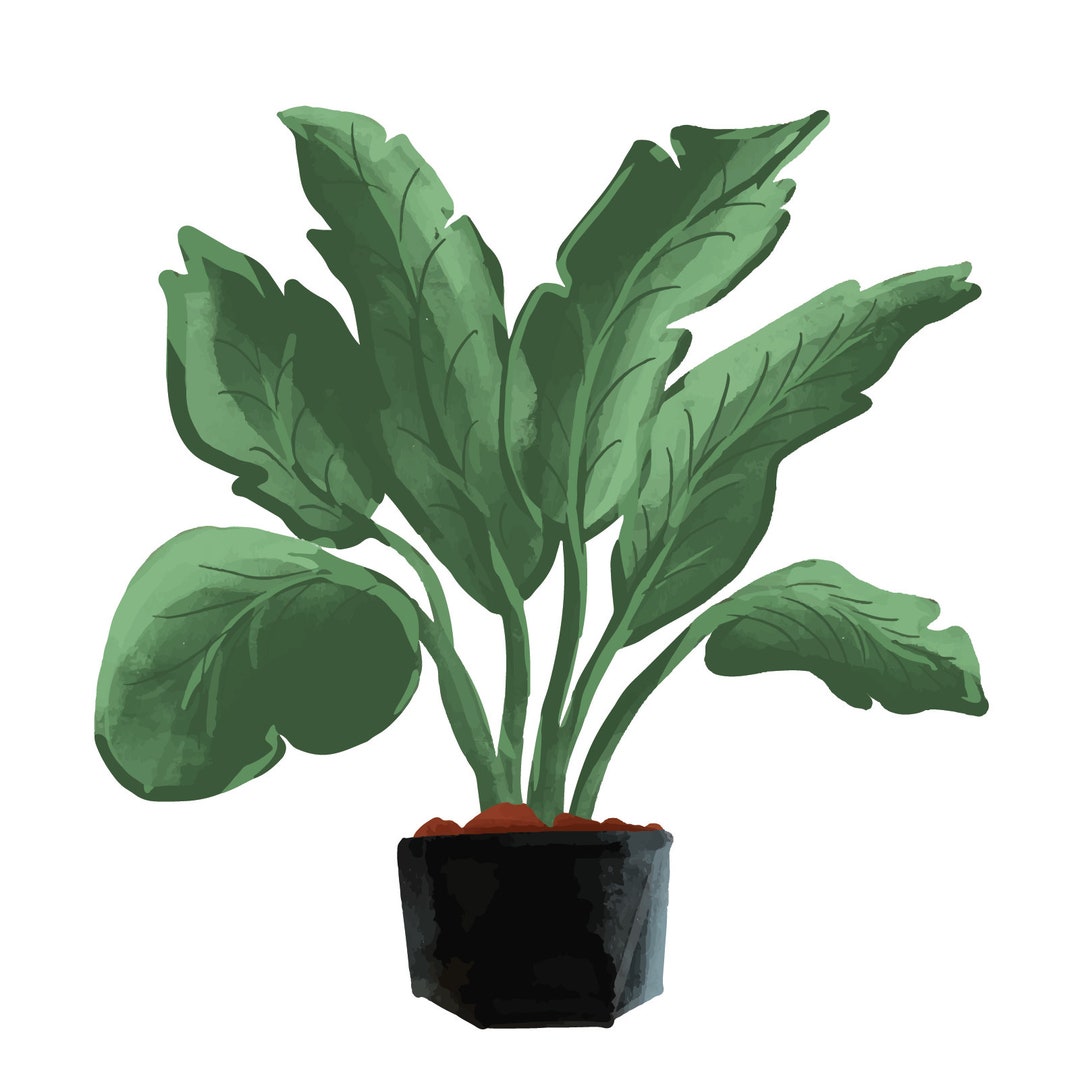 Paola Die-cut Vinyl Sticker (dimensions: 3 in Height X 2.87 in Width - Etsy