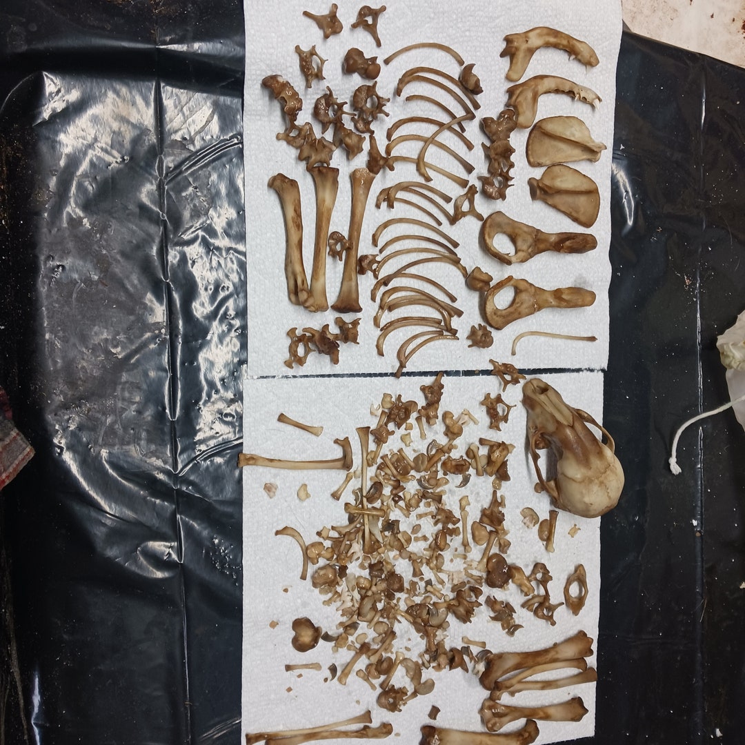 Raccoon Skeleton Disarticulated Male - Etsy