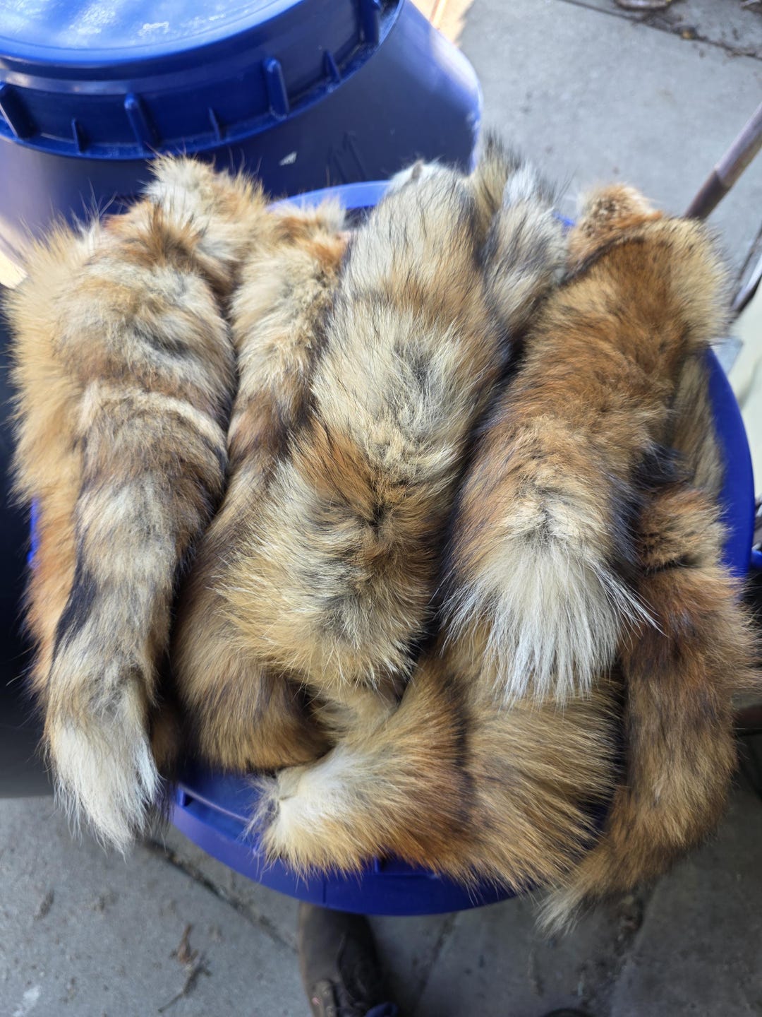 Red Fox Tails Professionally Tanned - Etsy