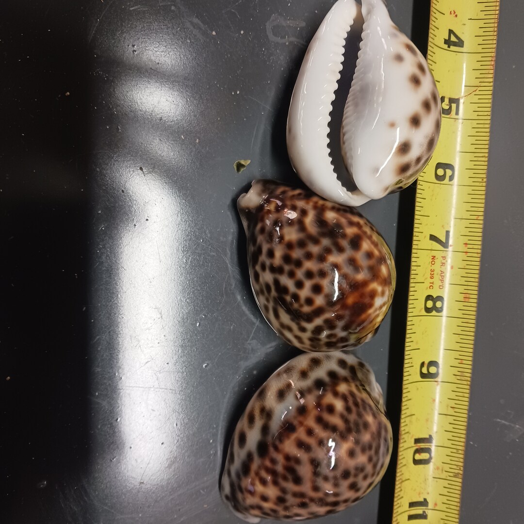SEA SHELLS Leopard Tiger Cowrie Shells Lot of 3 - Etsy