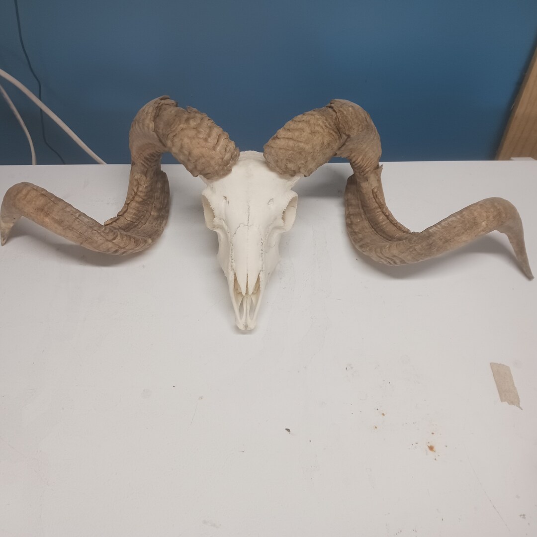 Ram Skull Full Curl Whitened - Etsy