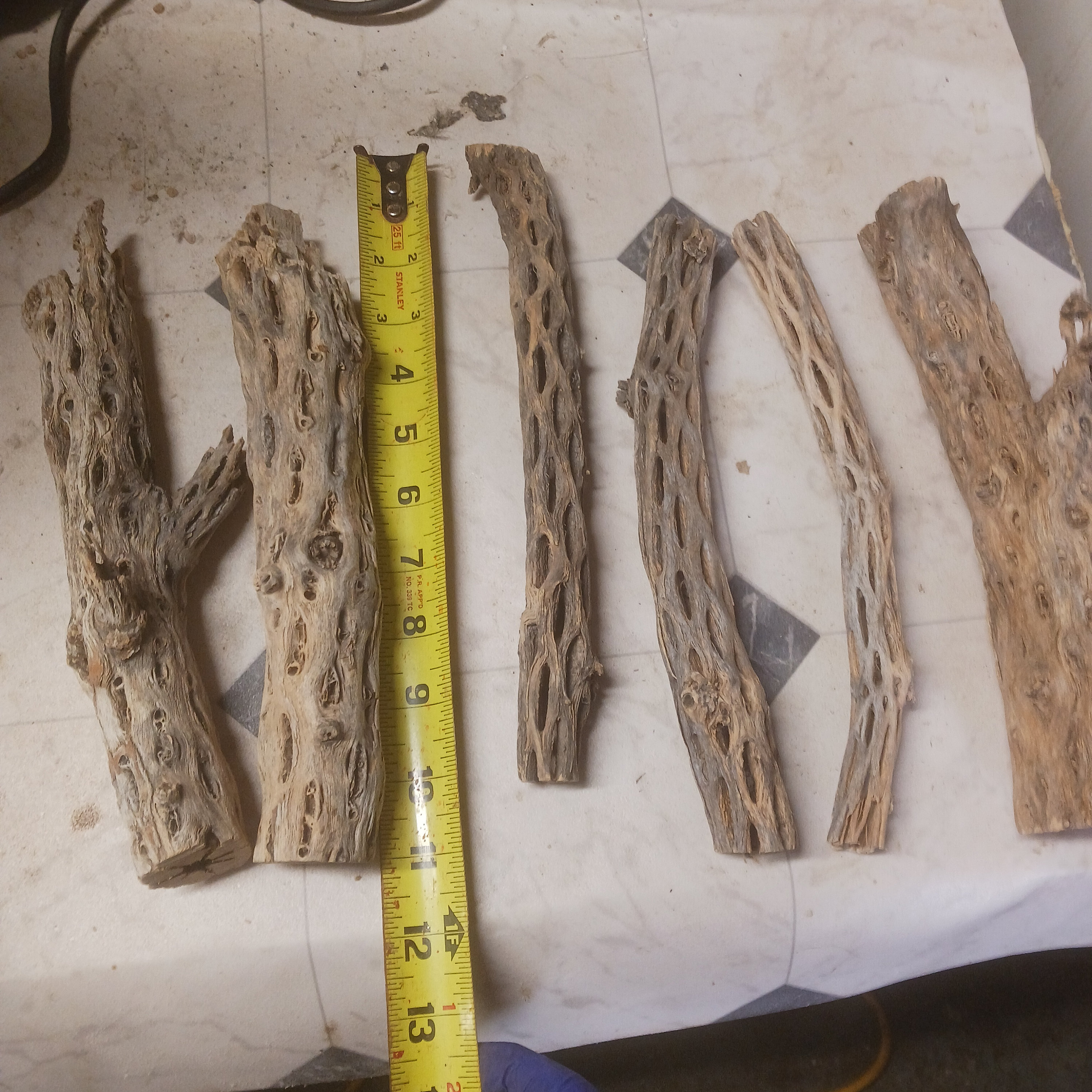 Cholla Cactus Skeleton - Etsy