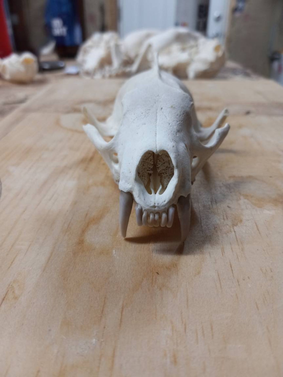 Fisher skull perfect turbinates | Etsy