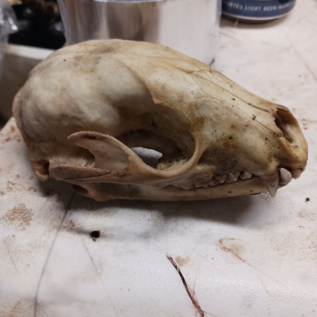 Raccoon Skull Grade B Beetle Cleaned Only - Etsy