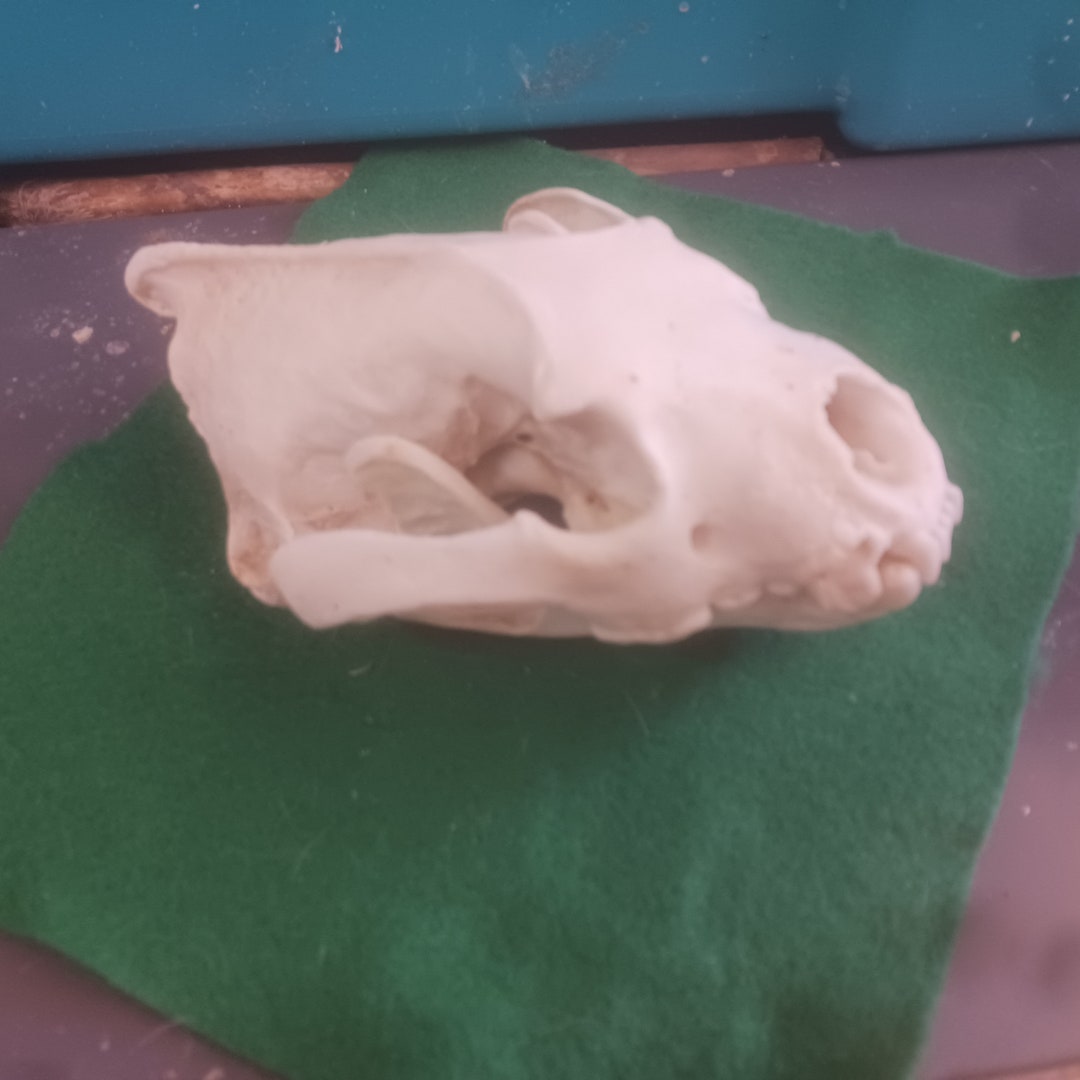 Wolverine Skull B Grade - Etsy