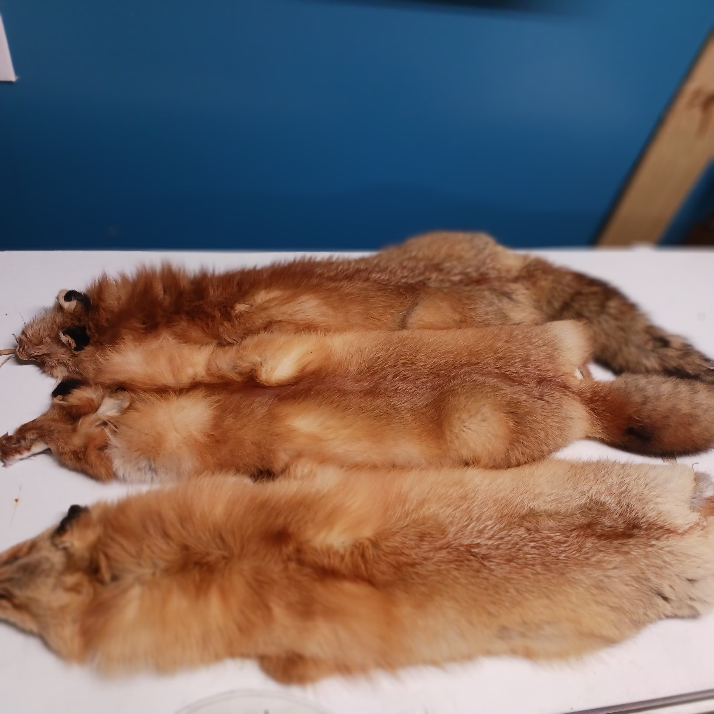 Red Fox Hides Tanned With Imperfections - Etsy