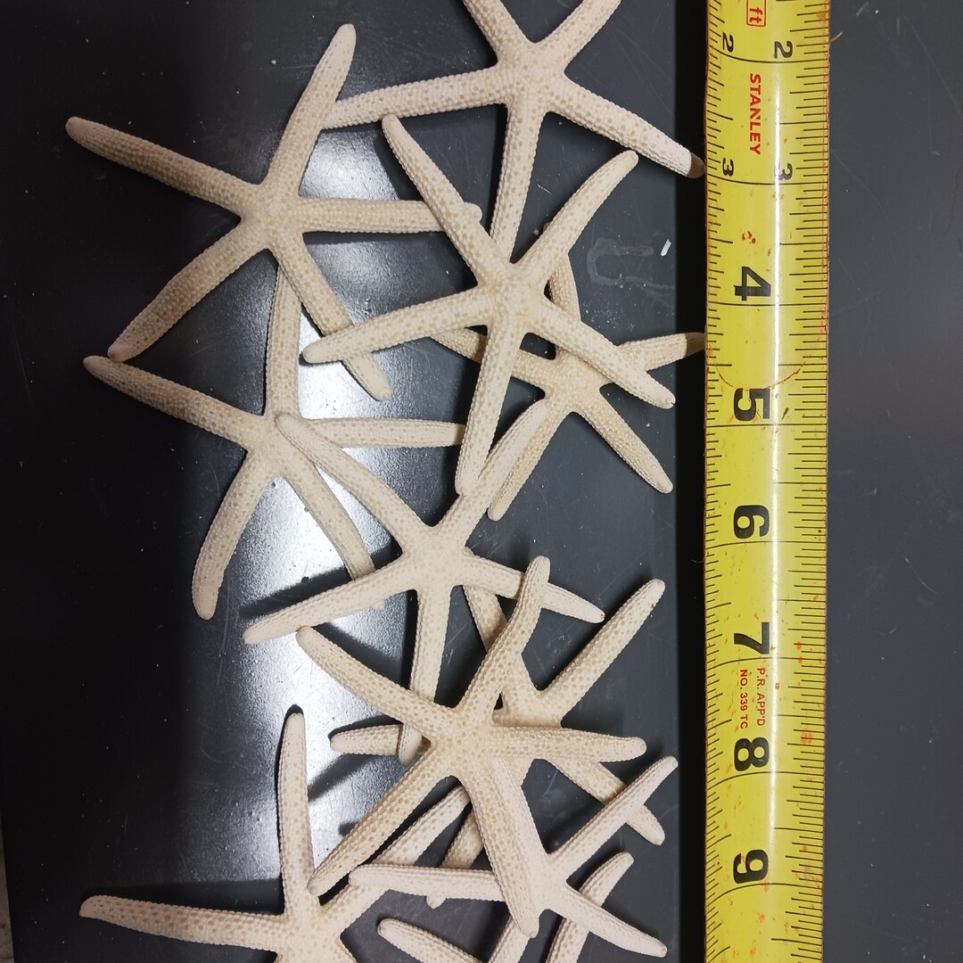 White Pencil Star Fish Lot of 4 - Etsy