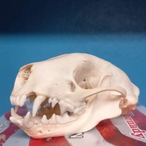 Skunk Skull - Etsy