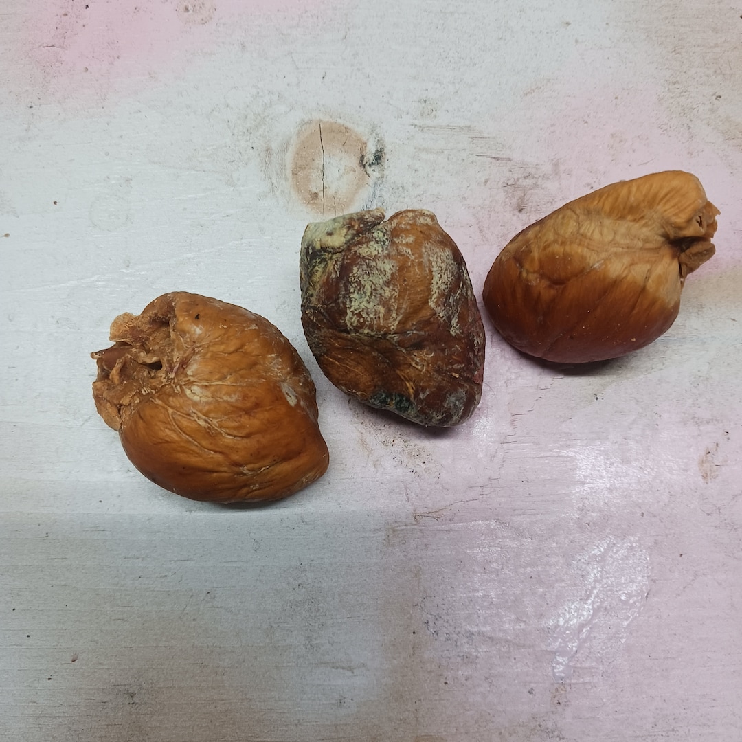 Raccoon Heart Preserved - Etsy