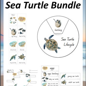 Watercolor Lifecycle of a Sea Turtle Set for Under the Sea Montessori ...