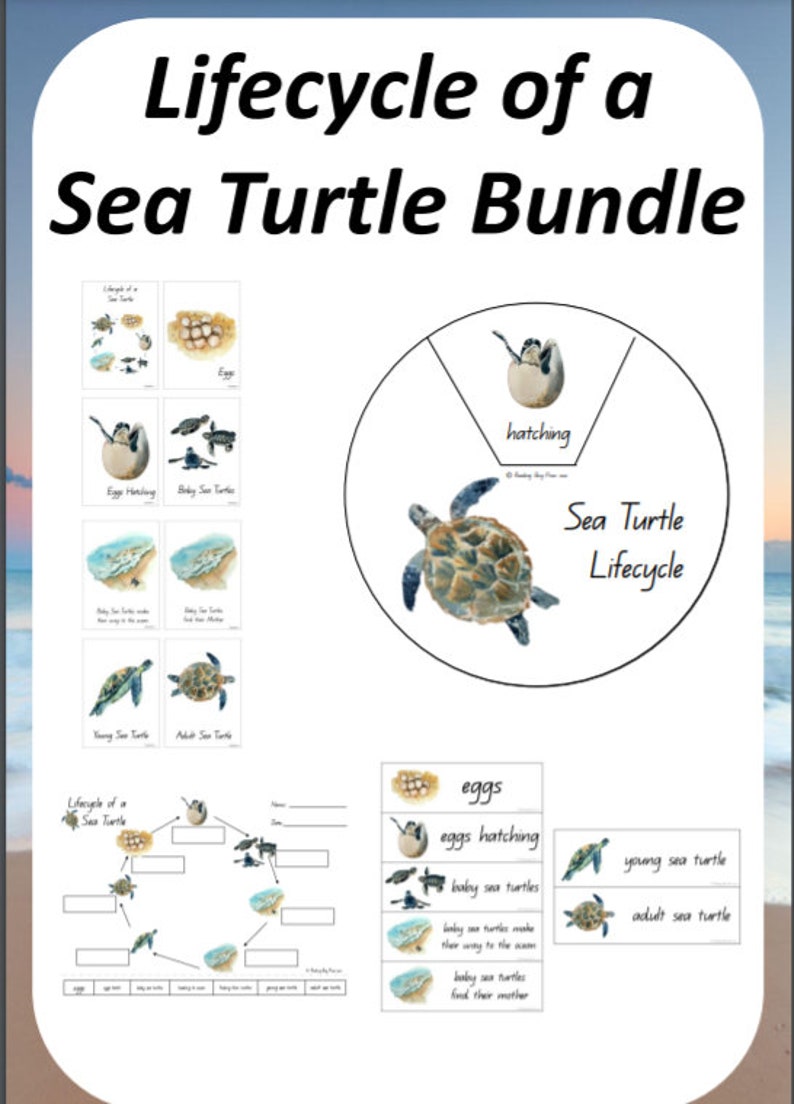 Watercolor Lifecycle of a Sea Turtle Set for Under the Sea Montessori ...