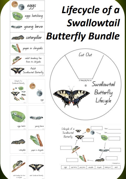 Watercolor Lifecycle of a Swallowtail Butterfly Set for Minibeasts ...