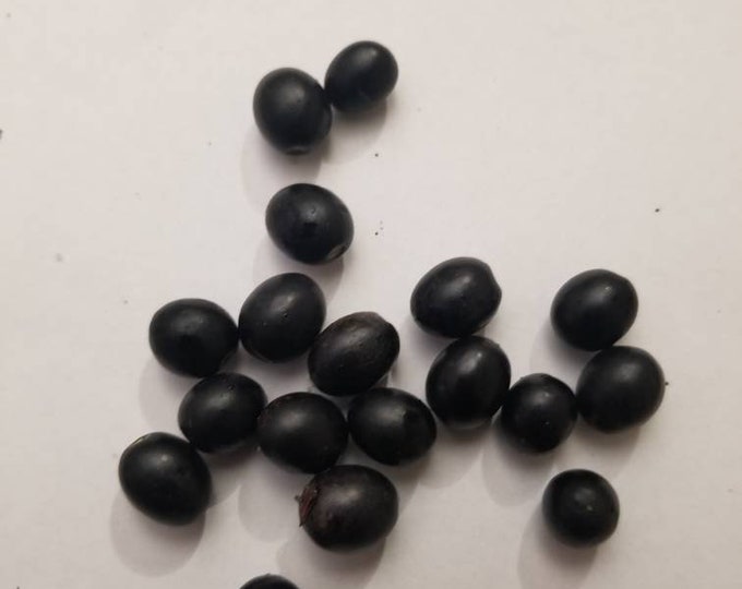 Laurus Nobilis Bay Laurel Sweet Bay Grecian Laurel 10 Seeds - Etsy